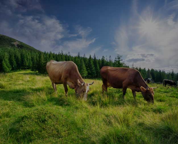 Dallas Ranch | Its long history and started its Cattle Ranch operation ...